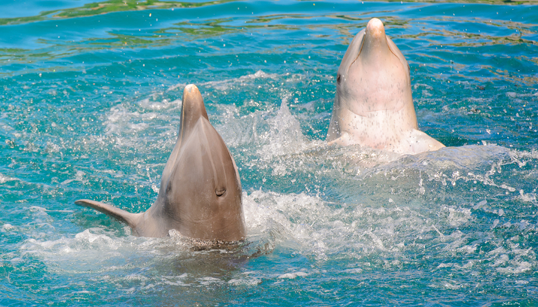 Delphinus Primax-Xel-Ha