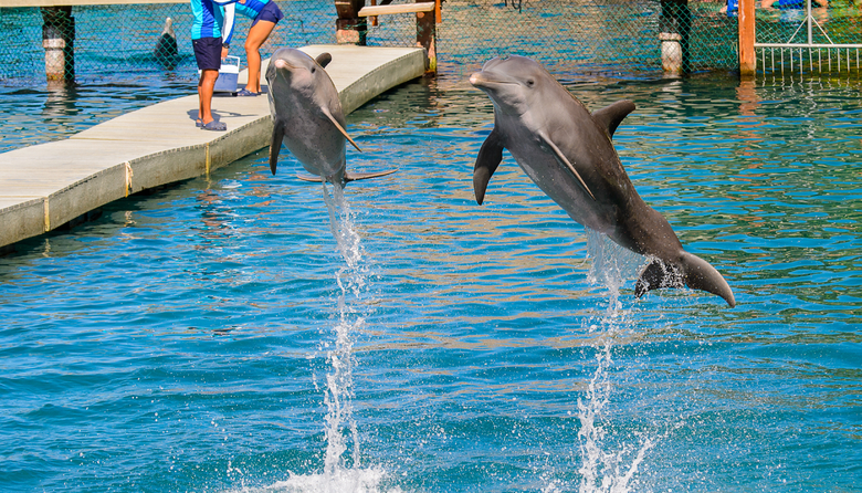 Delphinus Primax-Xel-Ha