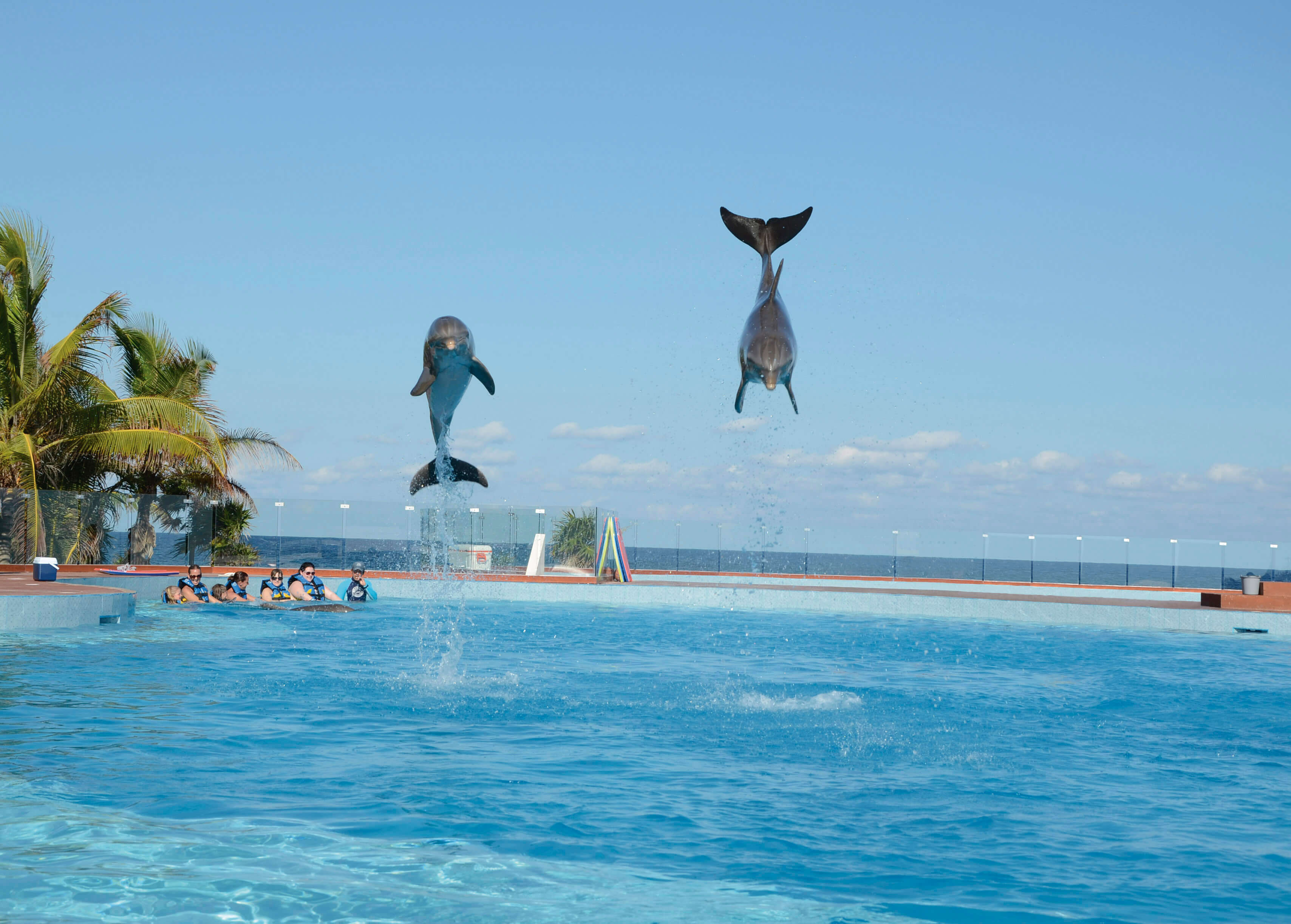 Dolphin Encounter Tulum-Akumal